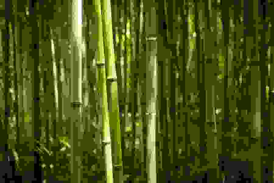 Men's Bamboo Trunks - Spairs